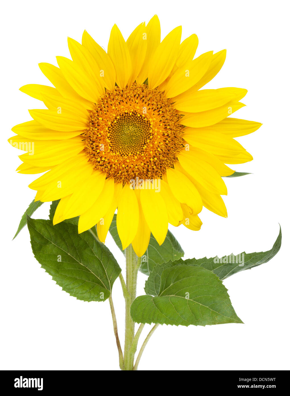 Sunflower. Isolated on white background Stock Photo - Alamy