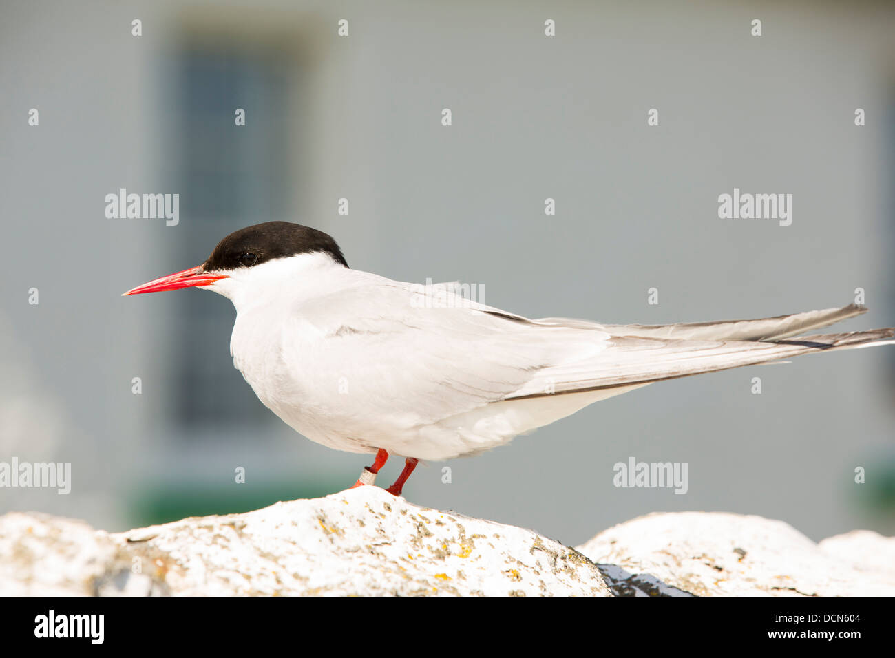 Sterna paradisaea migration hi-res stock photography and images - Alamy