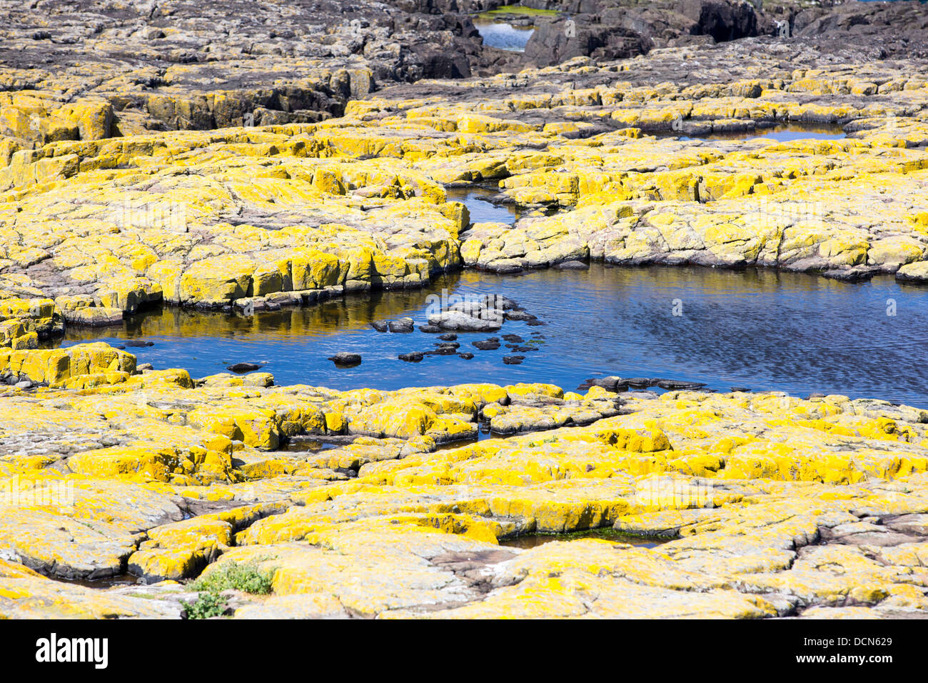 Inner Farne, on the Farnes Islands, off Seahouses in Northumberland, UK ...