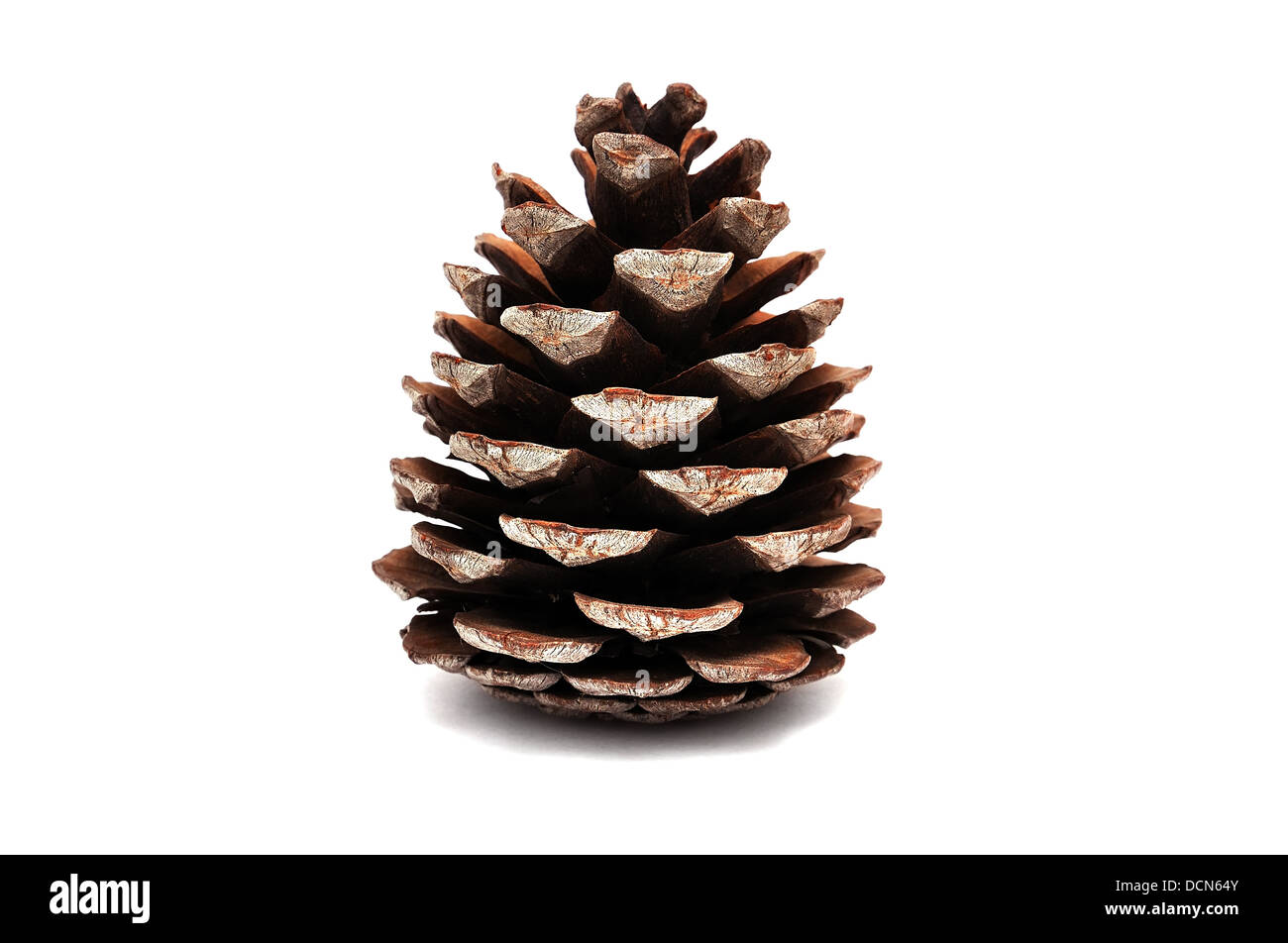 Tree knob Cut Out Stock Images & Pictures - Alamy