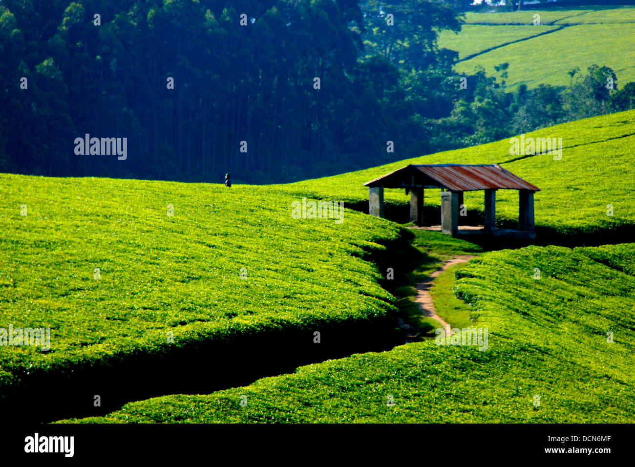 Landscape tea plantation in uganda hi-res stock photography and images ...