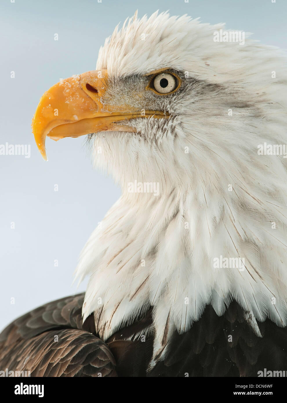 Close up Portrait of a Bald Eagle Stock Photo - Alamy