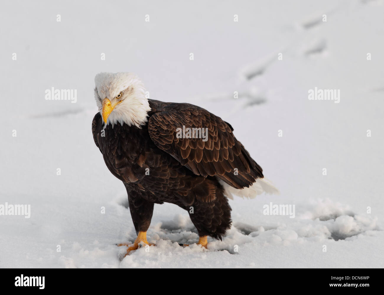 Eagle birds hi-res stock photography and images - Alamy