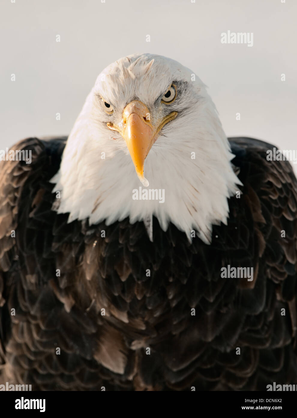 Close up Portrait of a Bald Eagle Stock Photo - Alamy