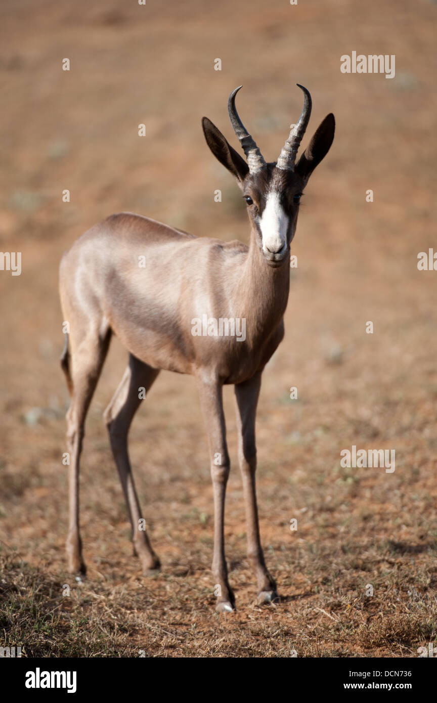 Black Springbuck