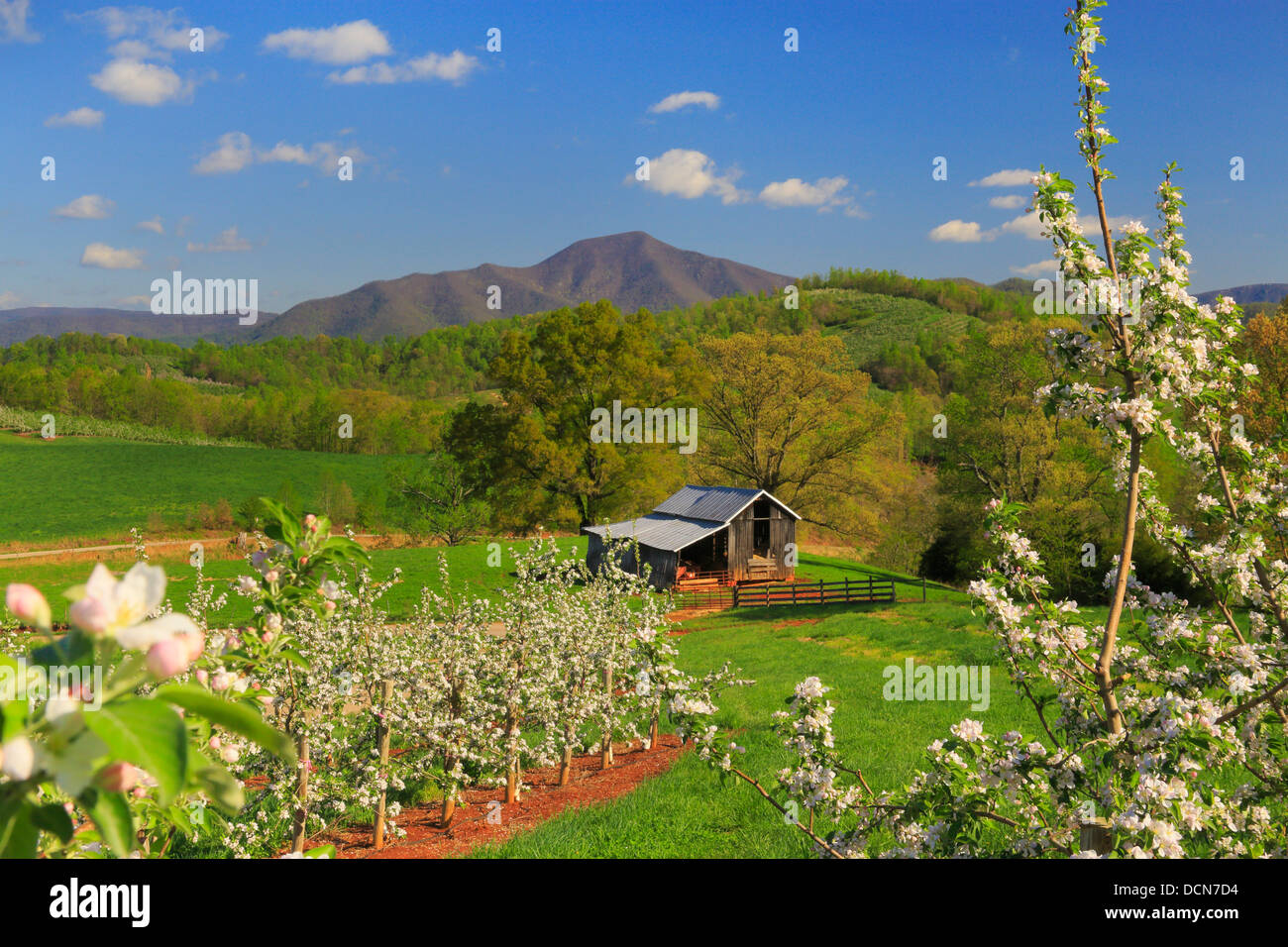 Apple Orchard, Roseland, Nelson County, Virginia, USA Stock Photo - Alamy