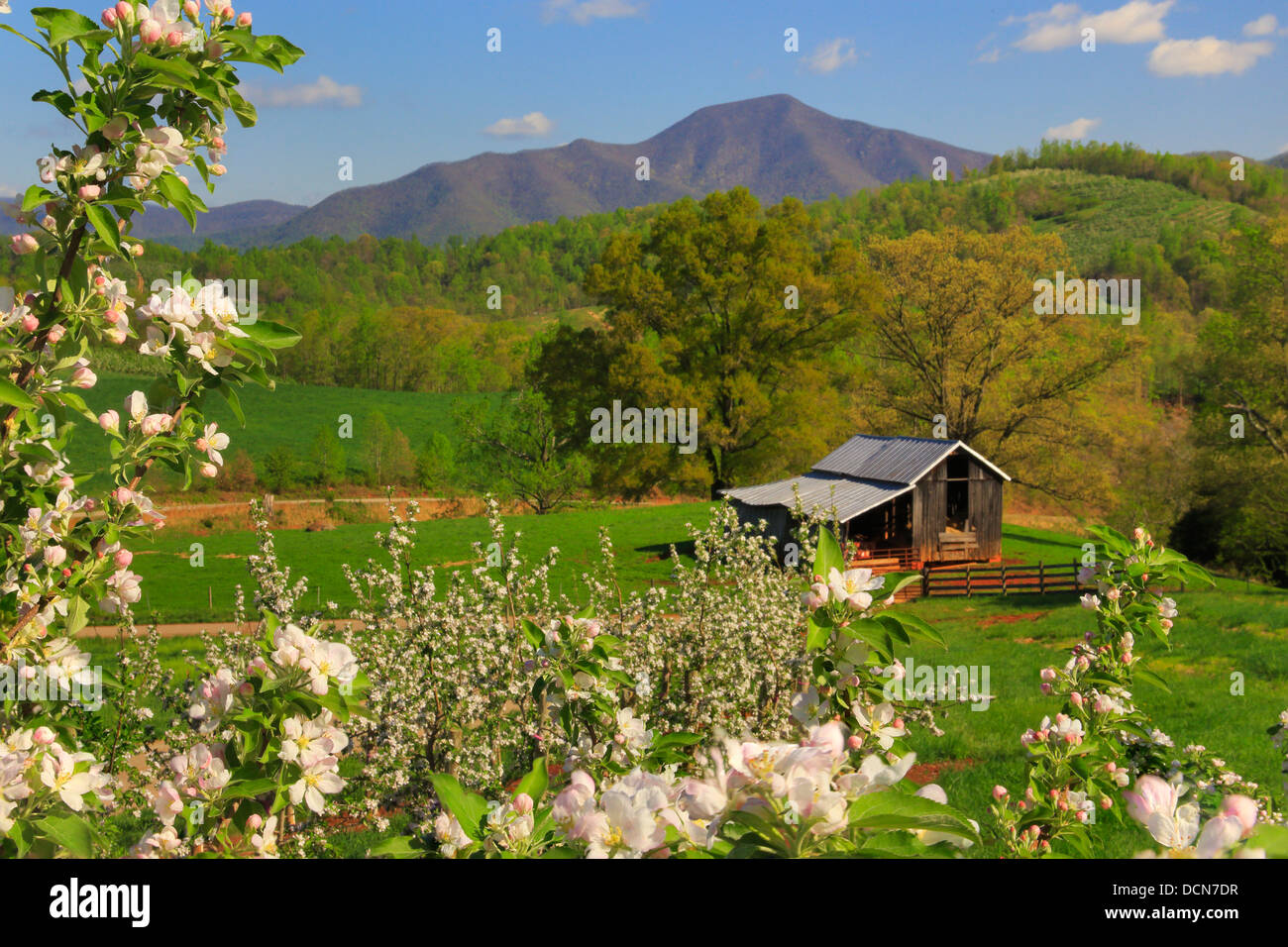 Apple Orchard, Roseland, Nelson County, Virginia, USA Stock Photo - Alamy