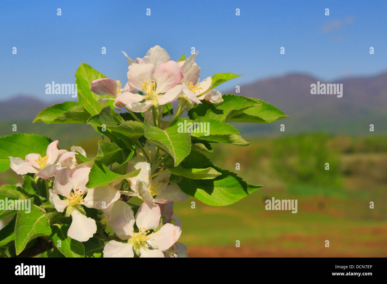 Apple Orchard, Roseland, Nelson County, Virginia, USA Stock Photo - Alamy