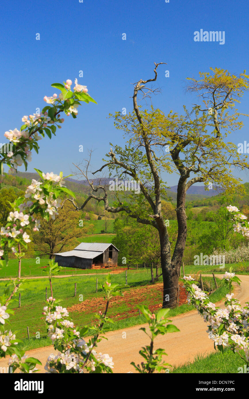 Apple Orchard, Roseland, Nelson County, Virginia, USA Stock Photo - Alamy