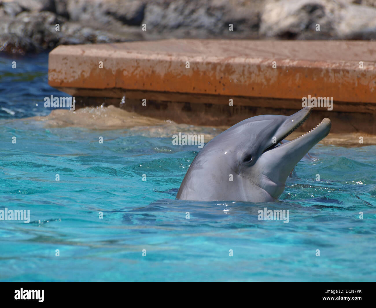 Dolphin head sea hi-res stock photography and images - Alamy