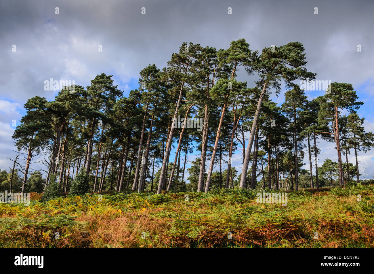 Ashdown forest hi-res stock photography and images - Alamy