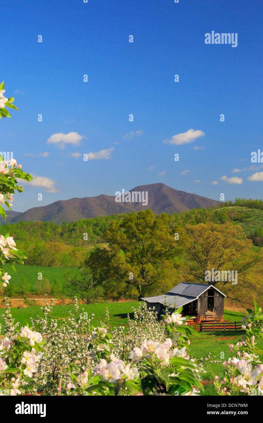Apple orchards virginia hi-res stock photography and images - Alamy