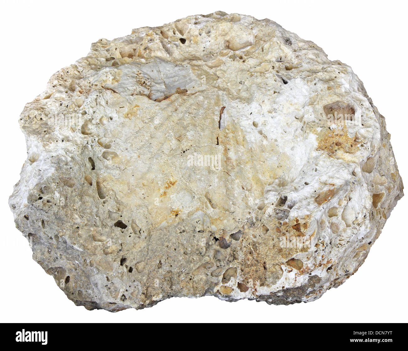 fossilized seashell of stone, isolated on white background Stock Photo ...