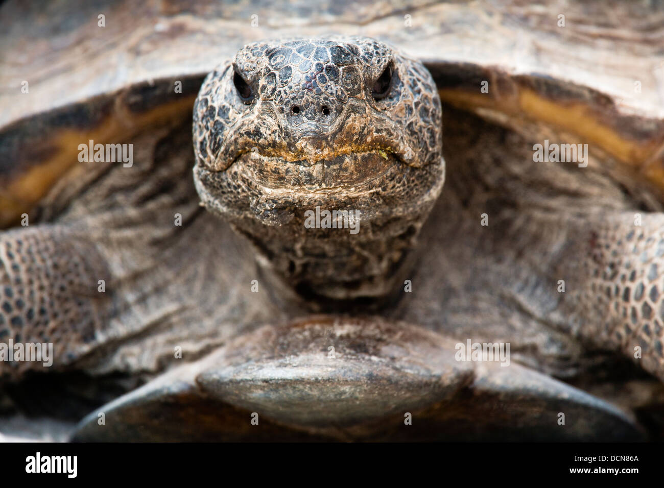 Gopher tortoise Gopherus polyphemus Stock Photo - Alamy