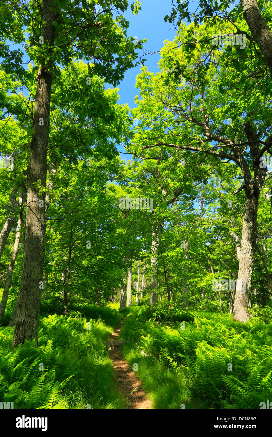 Appalachian Trail, Hogback Ridge, Shenandoah National Park, Virginia ...