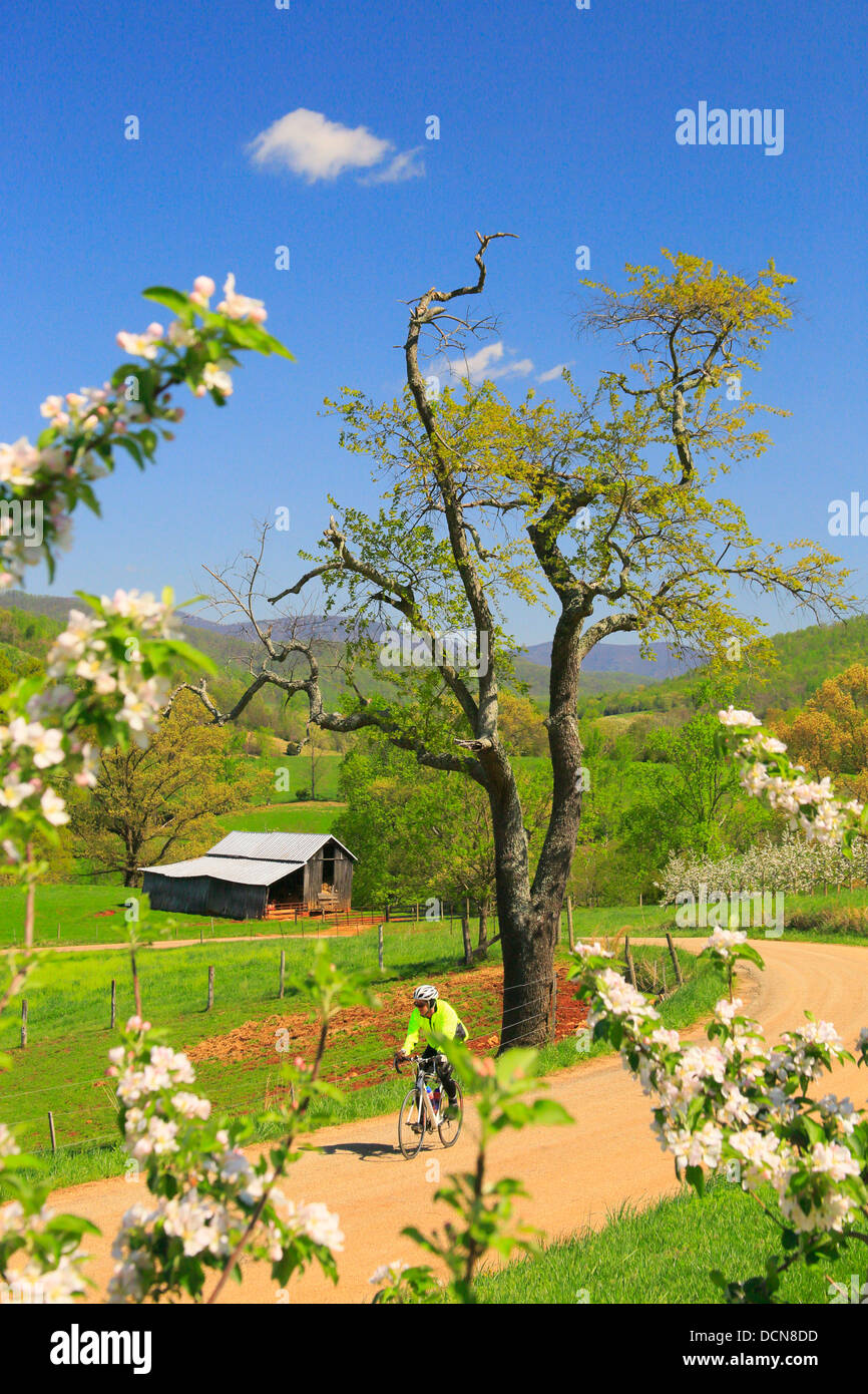 Apple Orchard, Roseland, Nelson County, Virginia, USA Stock Photo - Alamy