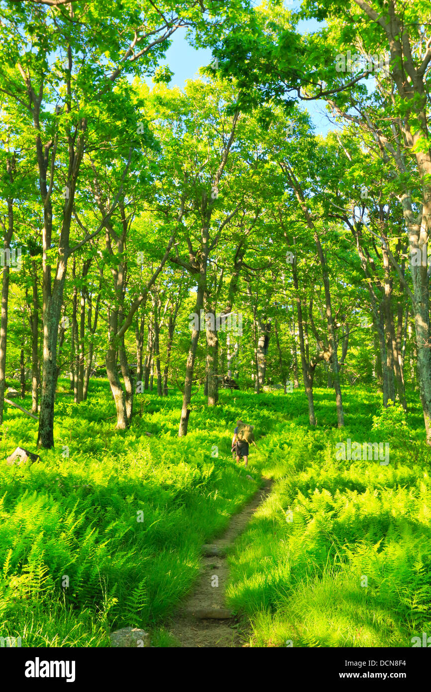 Appalachian Trail, Hogback Ridge, Shenandoah National Park, Virginia ...