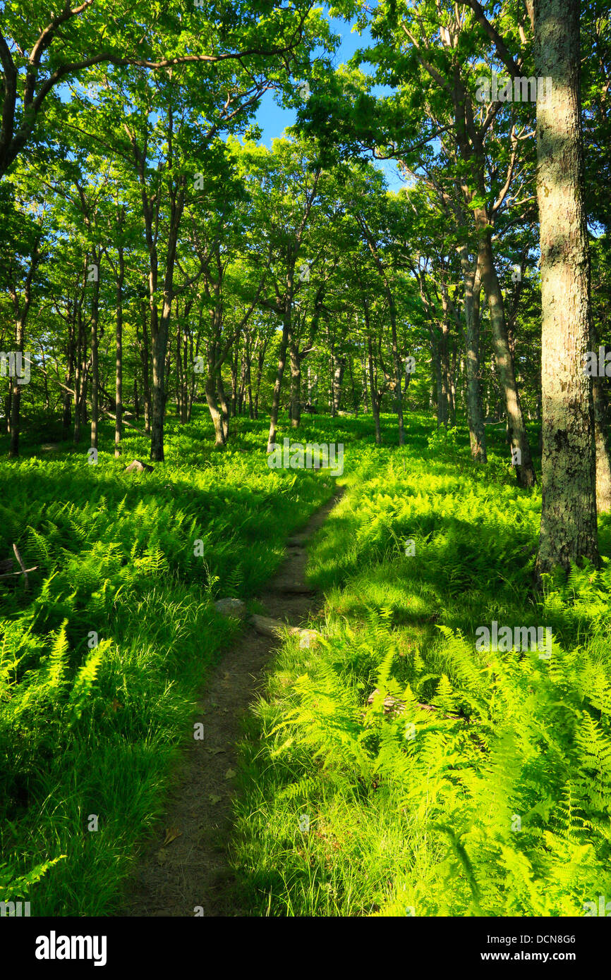 Appalachian Trail, Hogback Ridge, Shenandoah National Park, Virginia ...