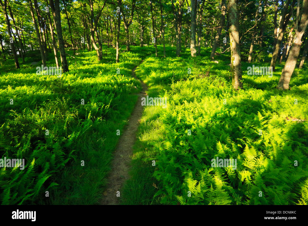 Appalachian Trail, Hogback Ridge, Shenandoah National Park, Virginia ...
