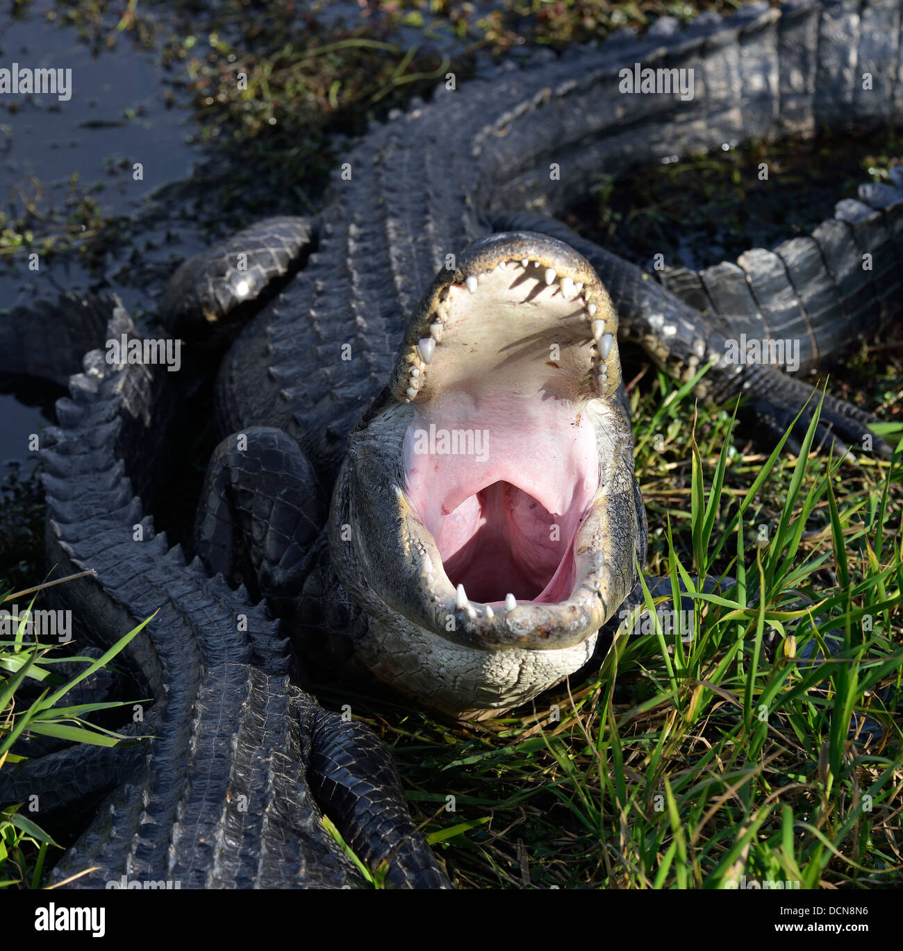 Alligator with open mouth hi-res stock photography and images - Alamy