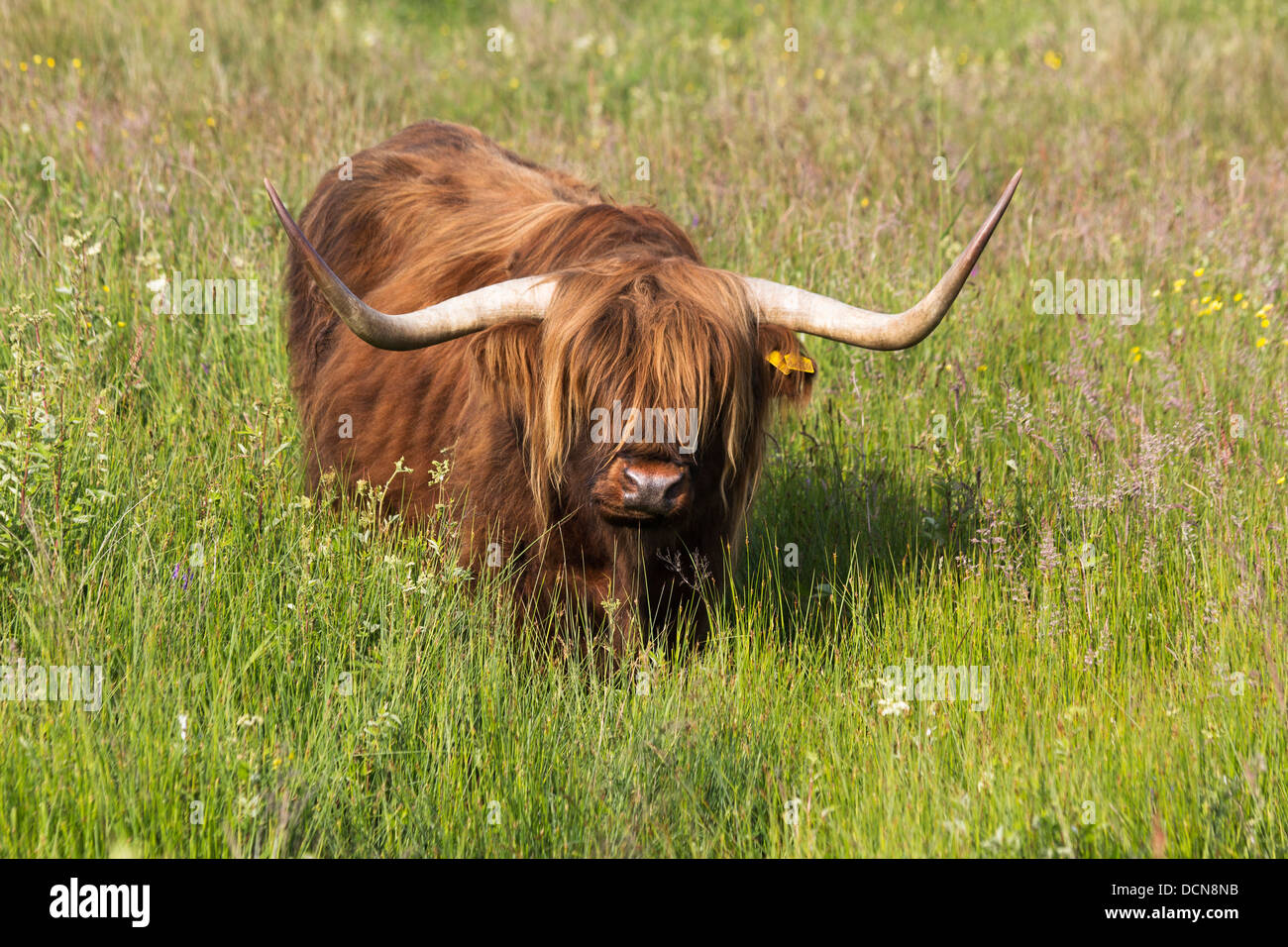 Highland cow with ear tagged in English field Stock Photo - Alamy