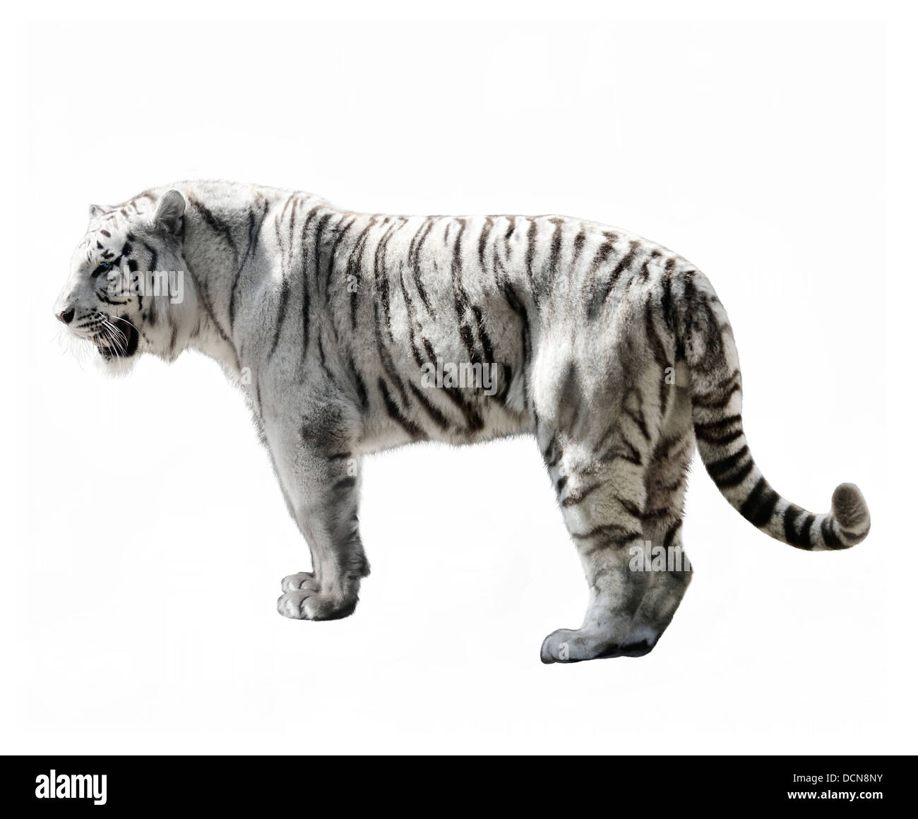 The white tiger Cut Out Stock Images & Pictures - Alamy