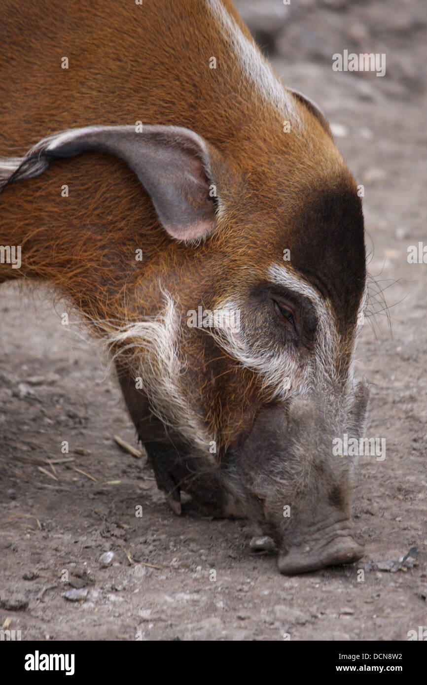 Red River Hog Stock Photo - Alamy