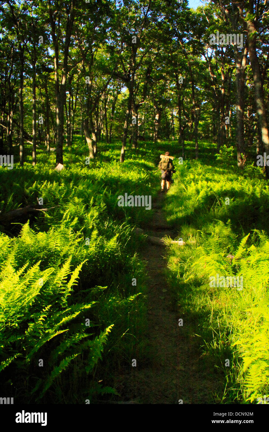 Appalachian Trail, Hogback Ridge, Shenandoah National Park, Virginia ...
