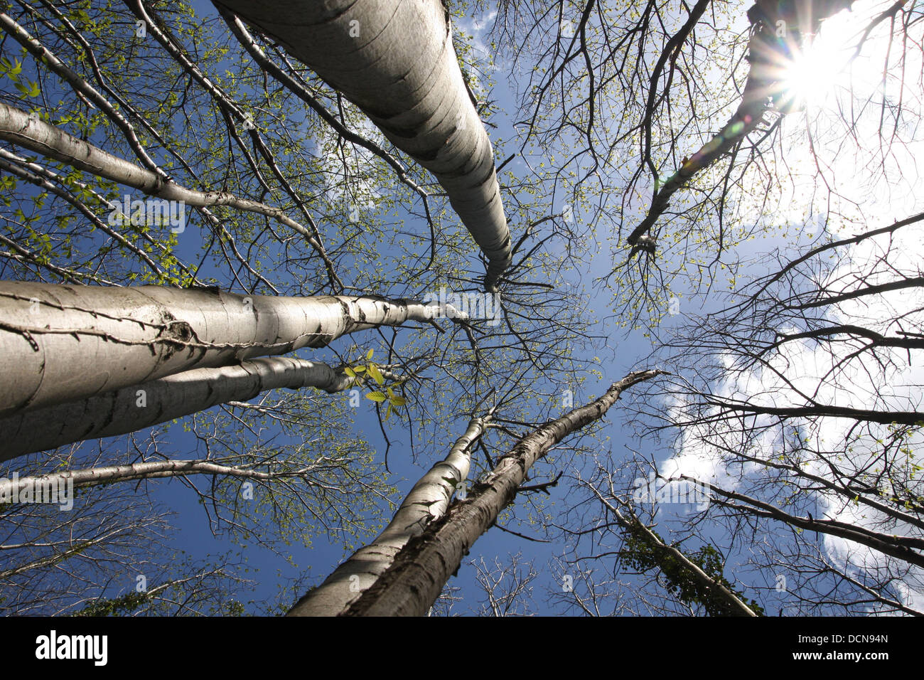 Looking up into the treetops hi-res stock photography and images - Alamy