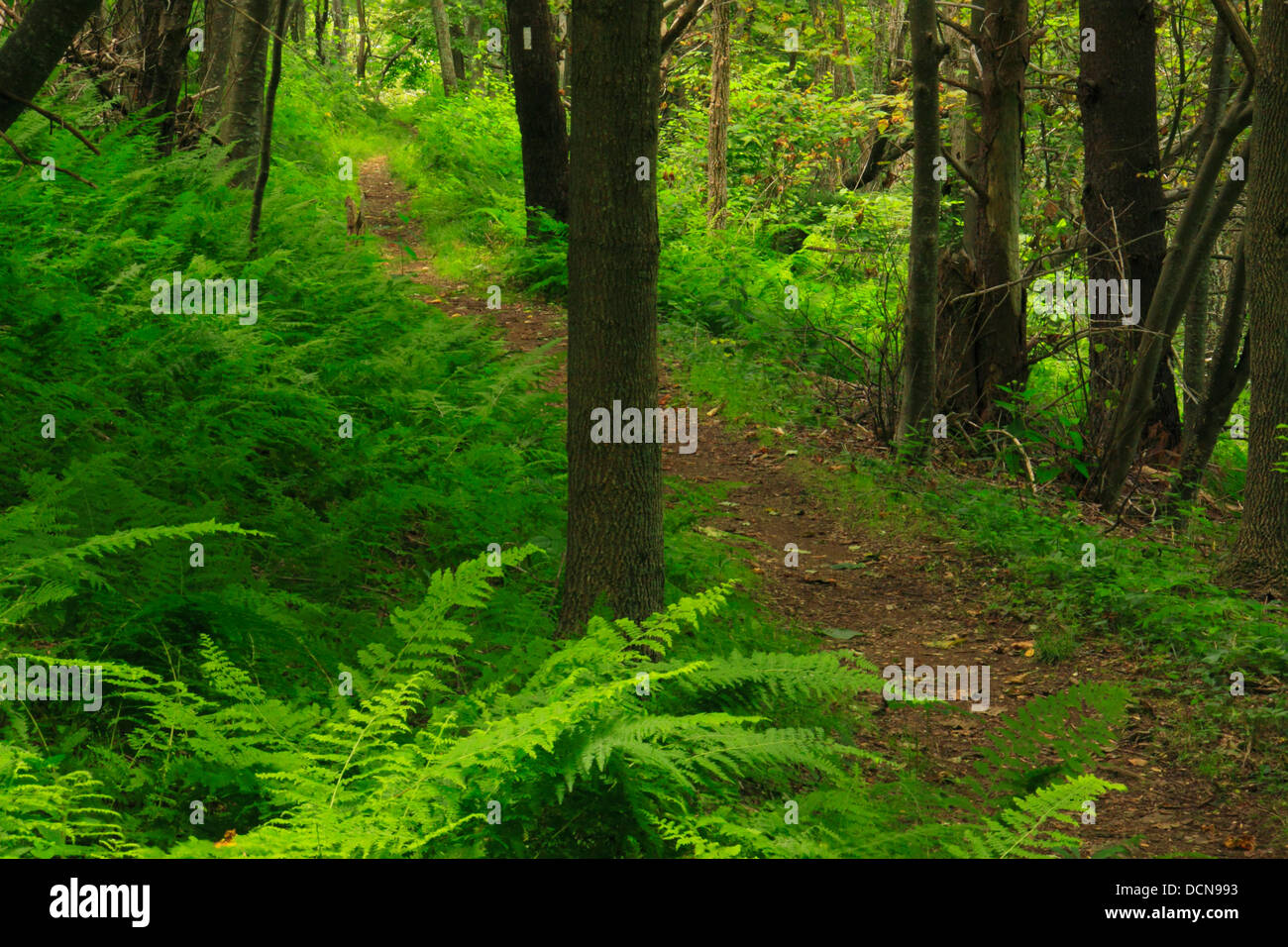 Appalachian Trail, Near Rock Spring Hut, Shenandoah National Park ...