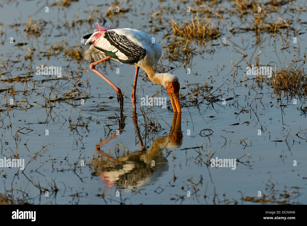 Painted Stork (Mycteria leucocephala) India Stock Photo - Alamy