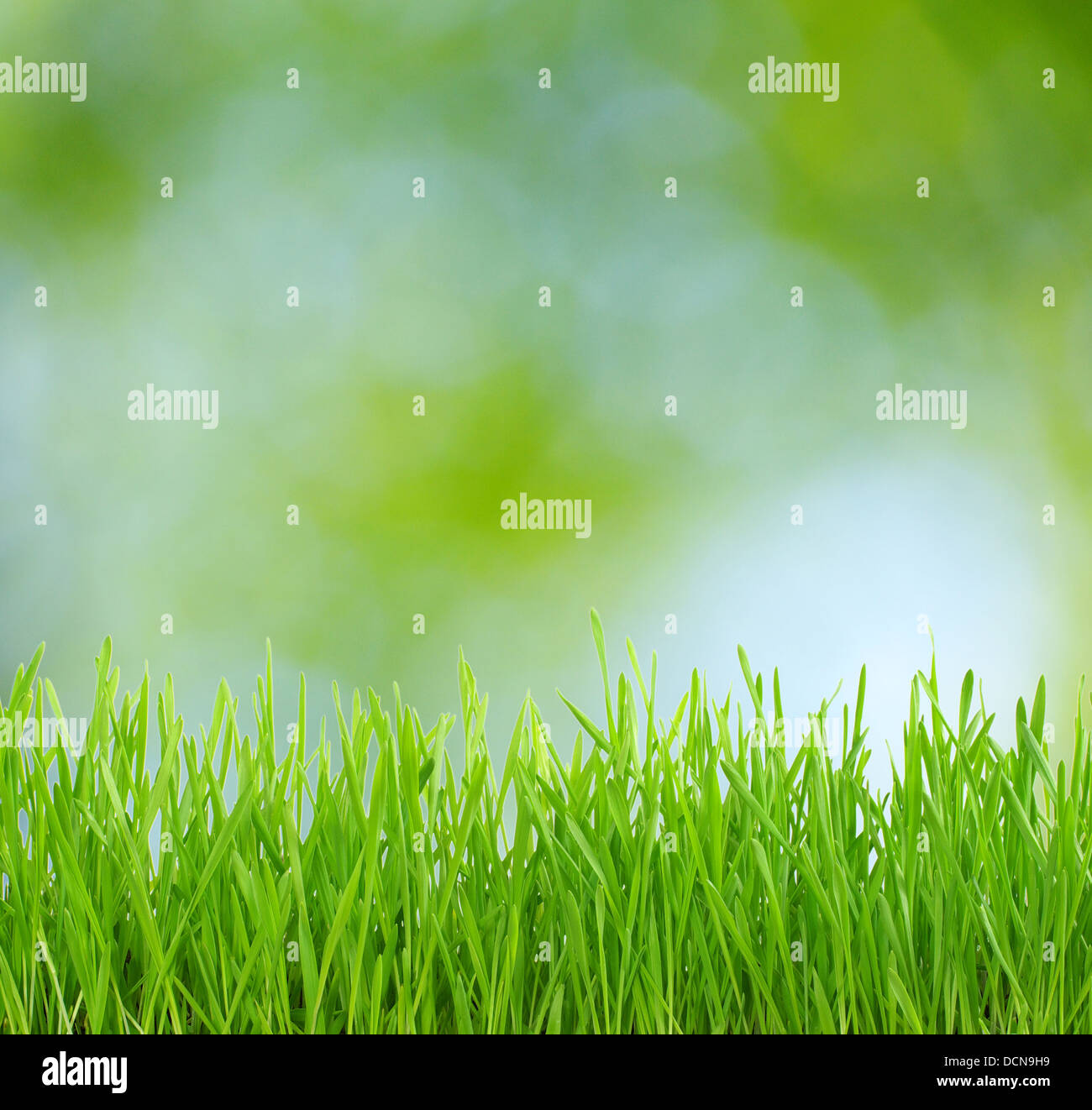 natural green background Stock Photo - Alamy