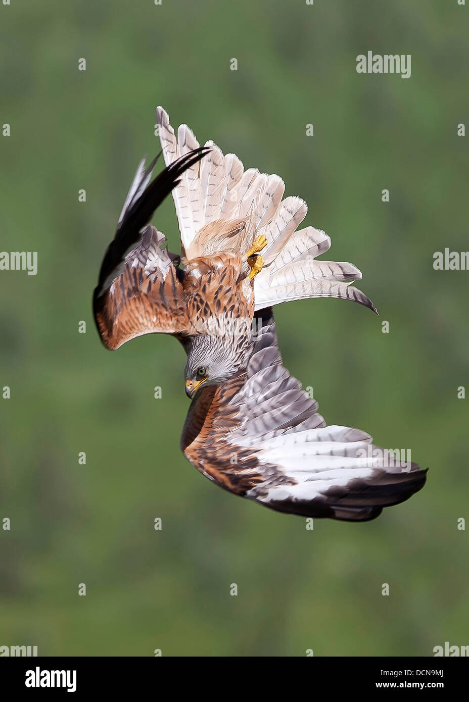 Swoop hi-res stock photography and images - Alamy