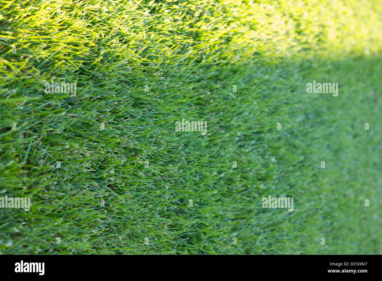 Green grass in the garden Stock Photo - Alamy