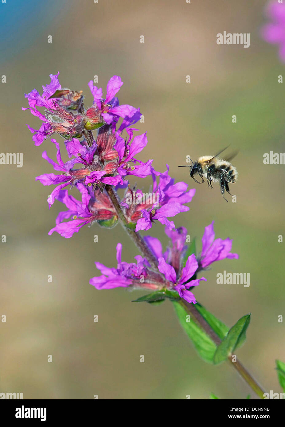 Honey Bee busy working the flowers Stock Photo - Alamy
