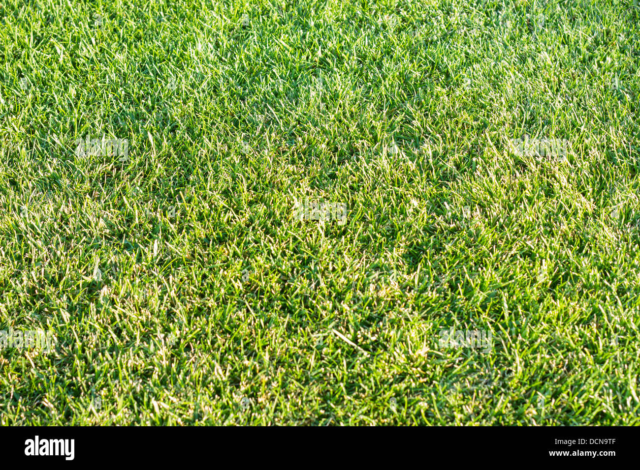 Green grass in the garden Stock Photo - Alamy