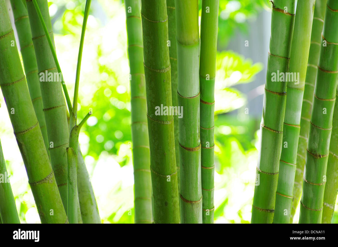 Bamboo tree brown hi-res stock photography and images - Alamy