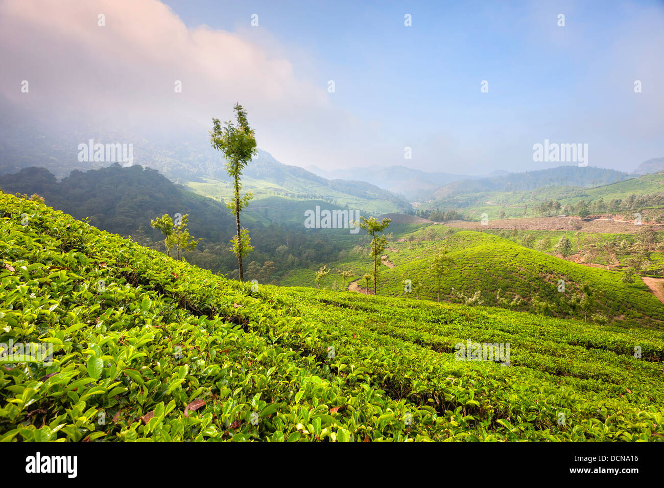 Kannan devan hills hi-res stock photography and images - Alamy