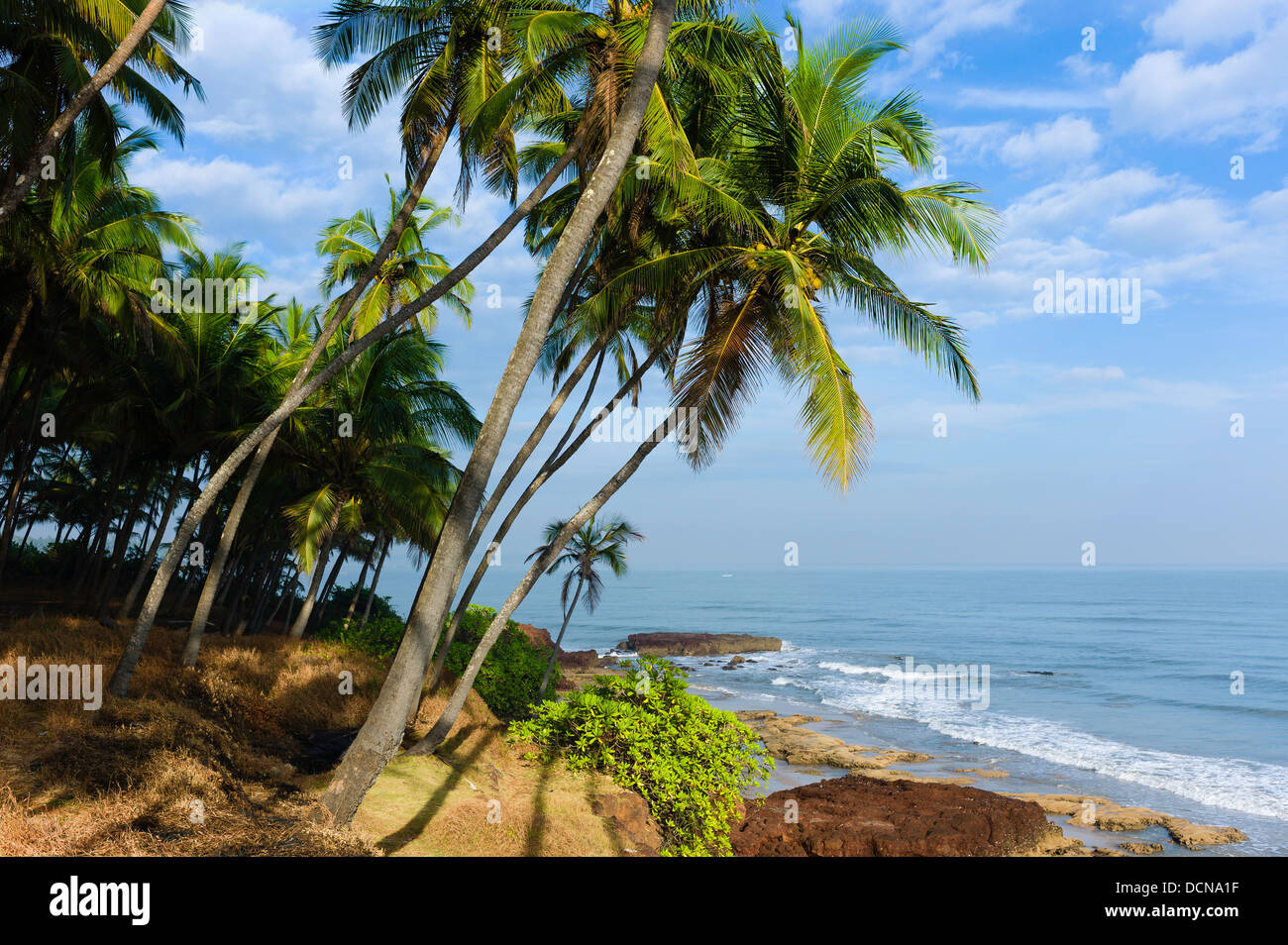 Palm trees and coconuts, Thottada beach, Kannur, Kerala, India Stock ...