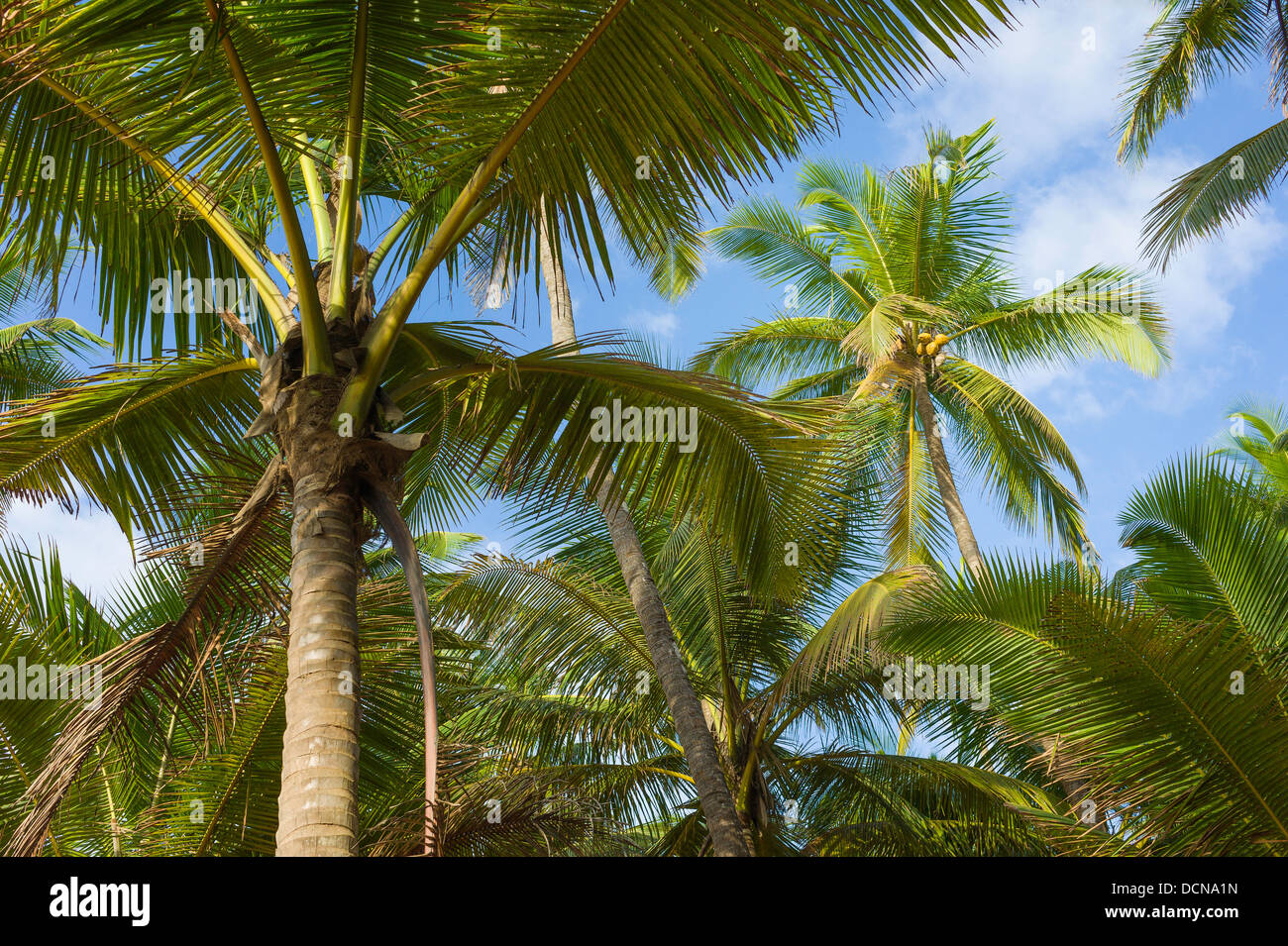 Palm trees and coconuts, Thottada beach, Kannur, Kerala, India Stock ...