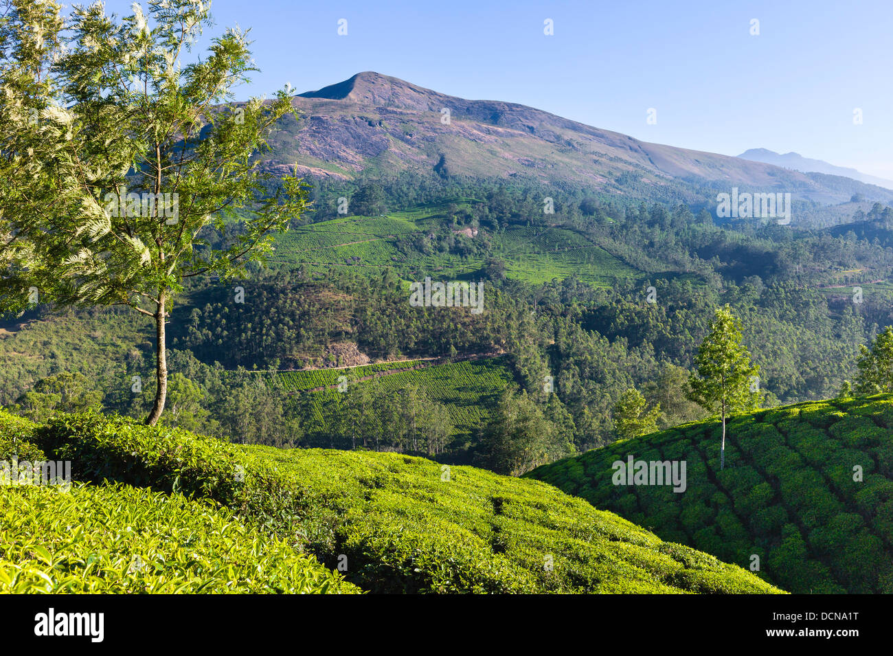 Tea plantation in the Kannan Devan Hills in Munnar, Kerala, India Stock ...