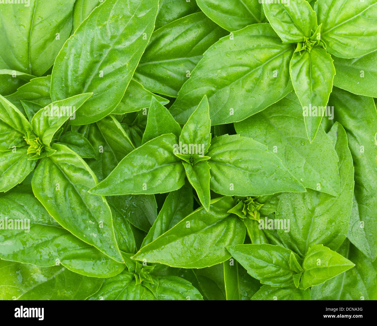 Green basil leaves hi-res stock photography and images - Alamy