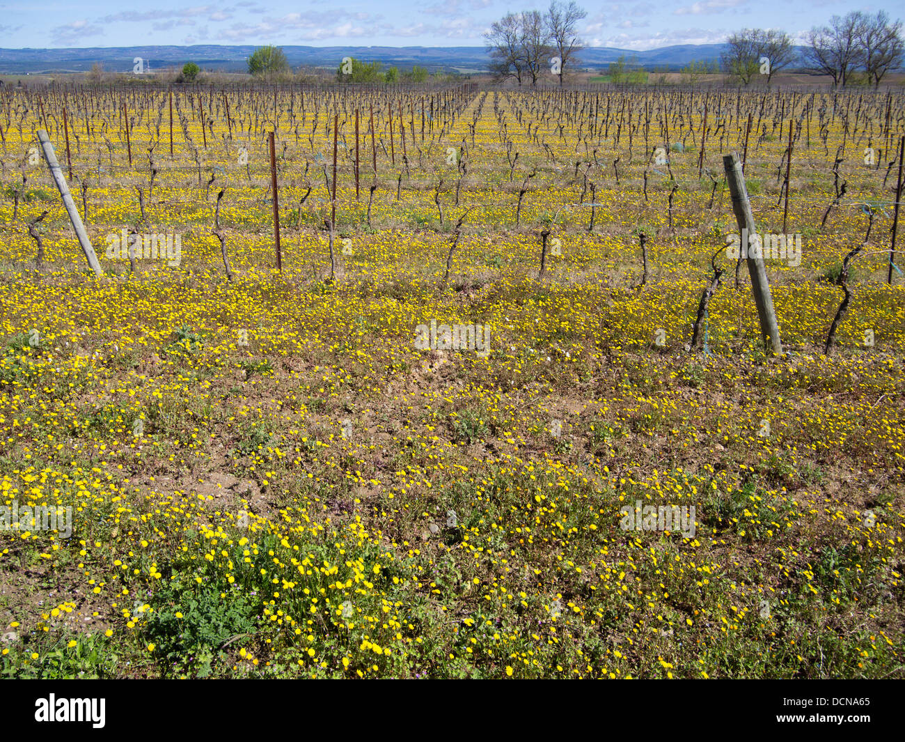 Buttercups growing in a vineyard in Languedoc, France Stock Photo - Alamy