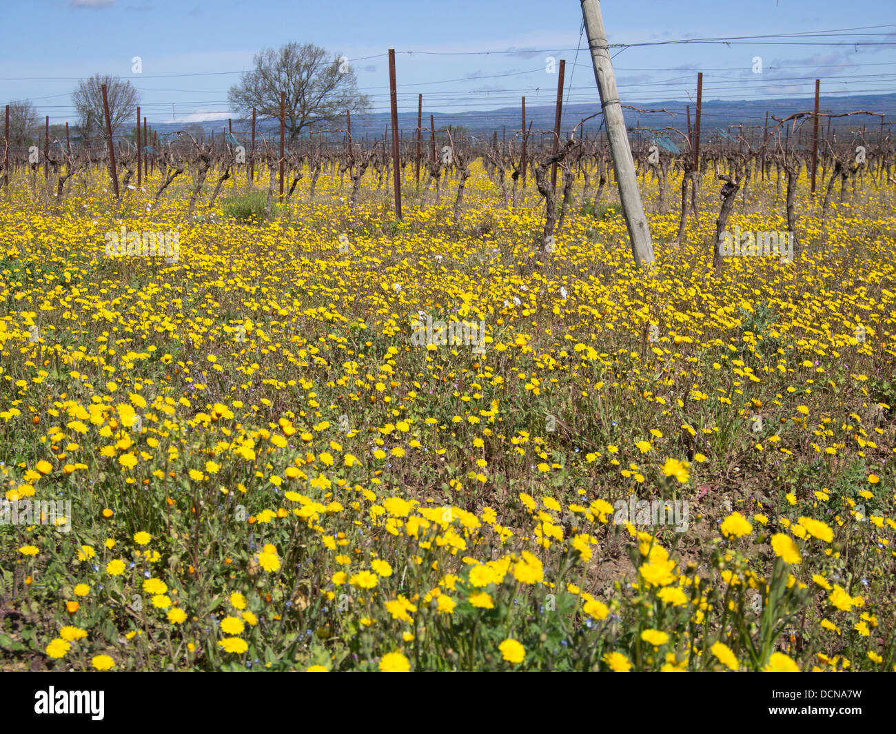 Buttercups growing in a vineyard in Languedoc, France Stock Photo - Alamy
