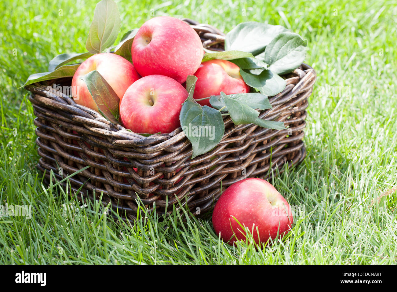Natural light apples in basket hi-res stock photography and images - Alamy