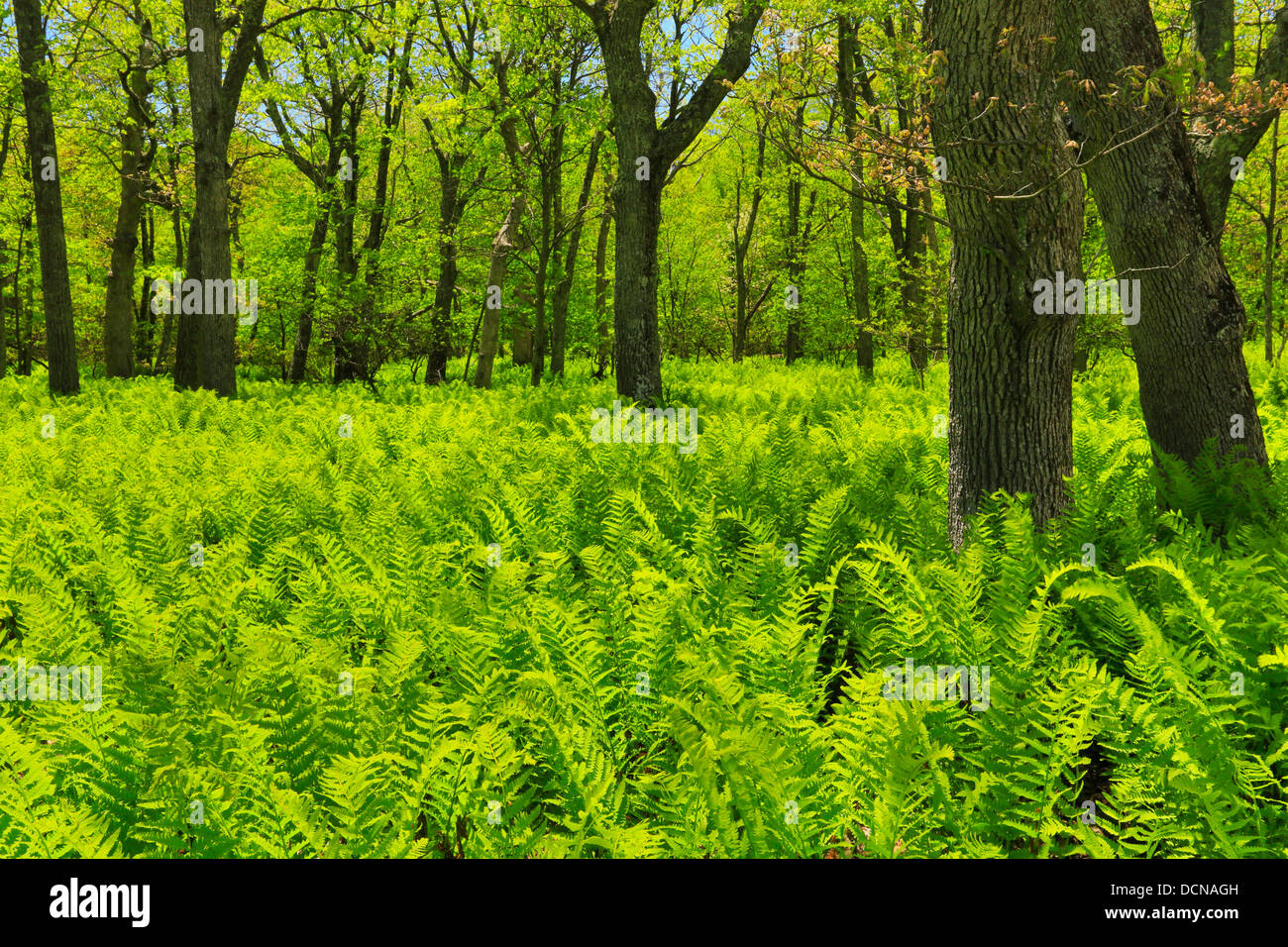 Ferns, Shenandoah National Park, Virginia, USA Stock Photo - Alamy