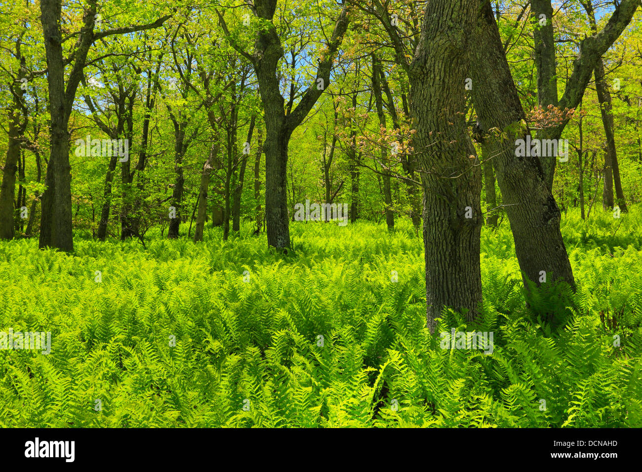 Ferns, Shenandoah National Park, Virginia, USA Stock Photo - Alamy