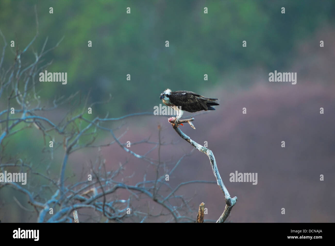 Padam talao lake hi-res stock photography and images - Alamy