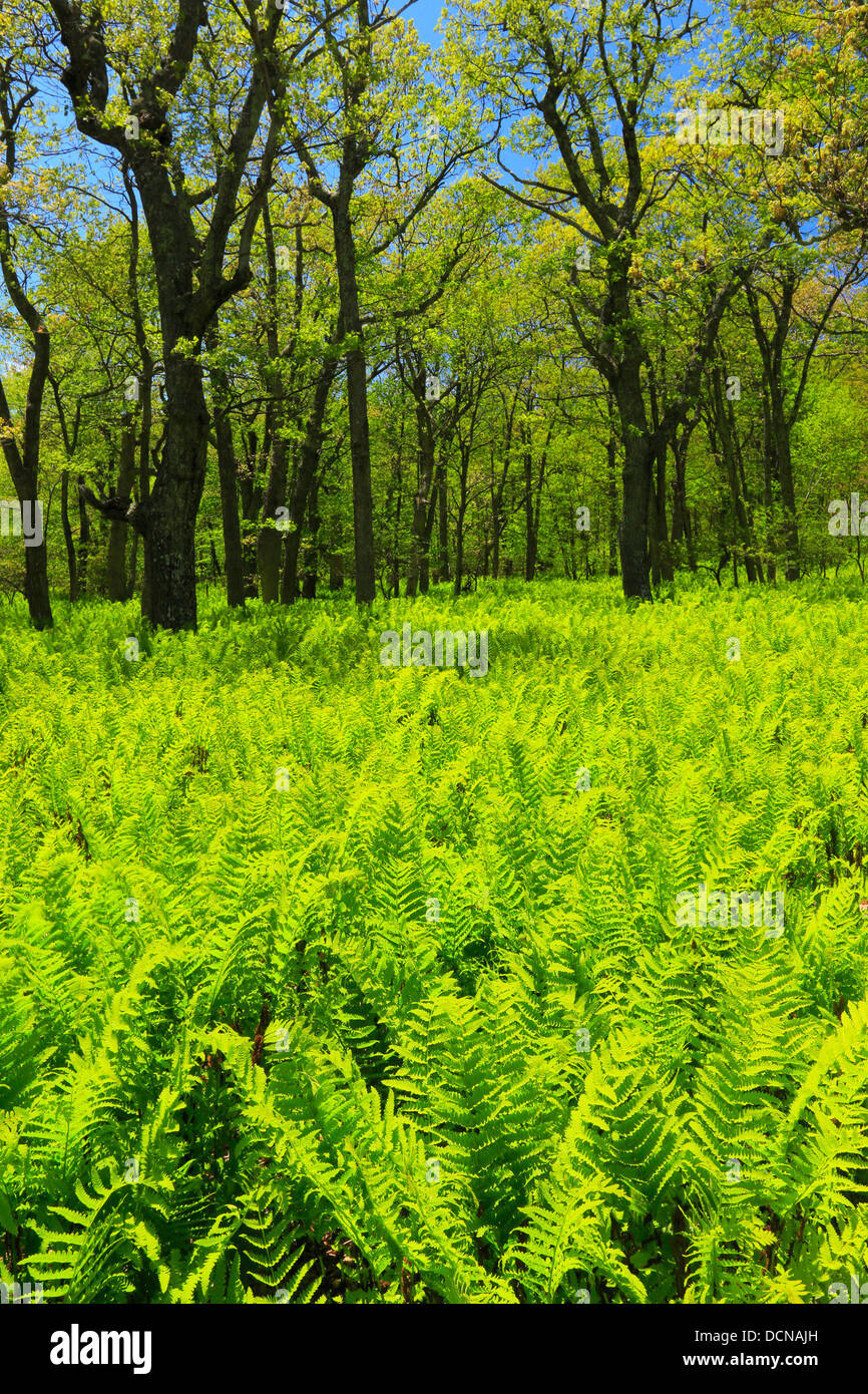 Ferns, Shenandoah National Park, Virginia, USA Stock Photo - Alamy