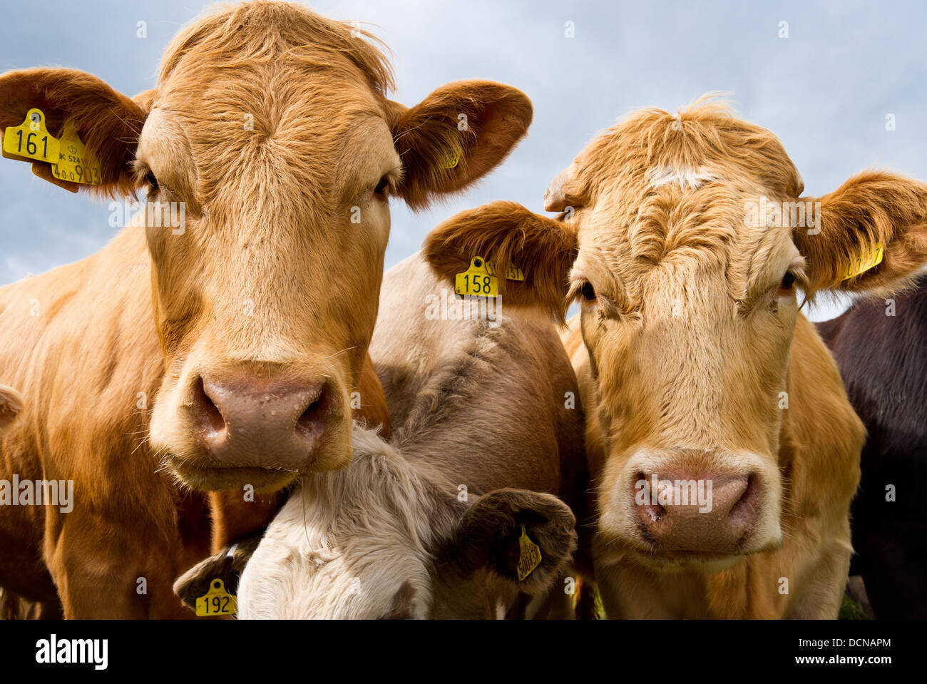 Mad cow disease hi-res stock photography and images - Alamy